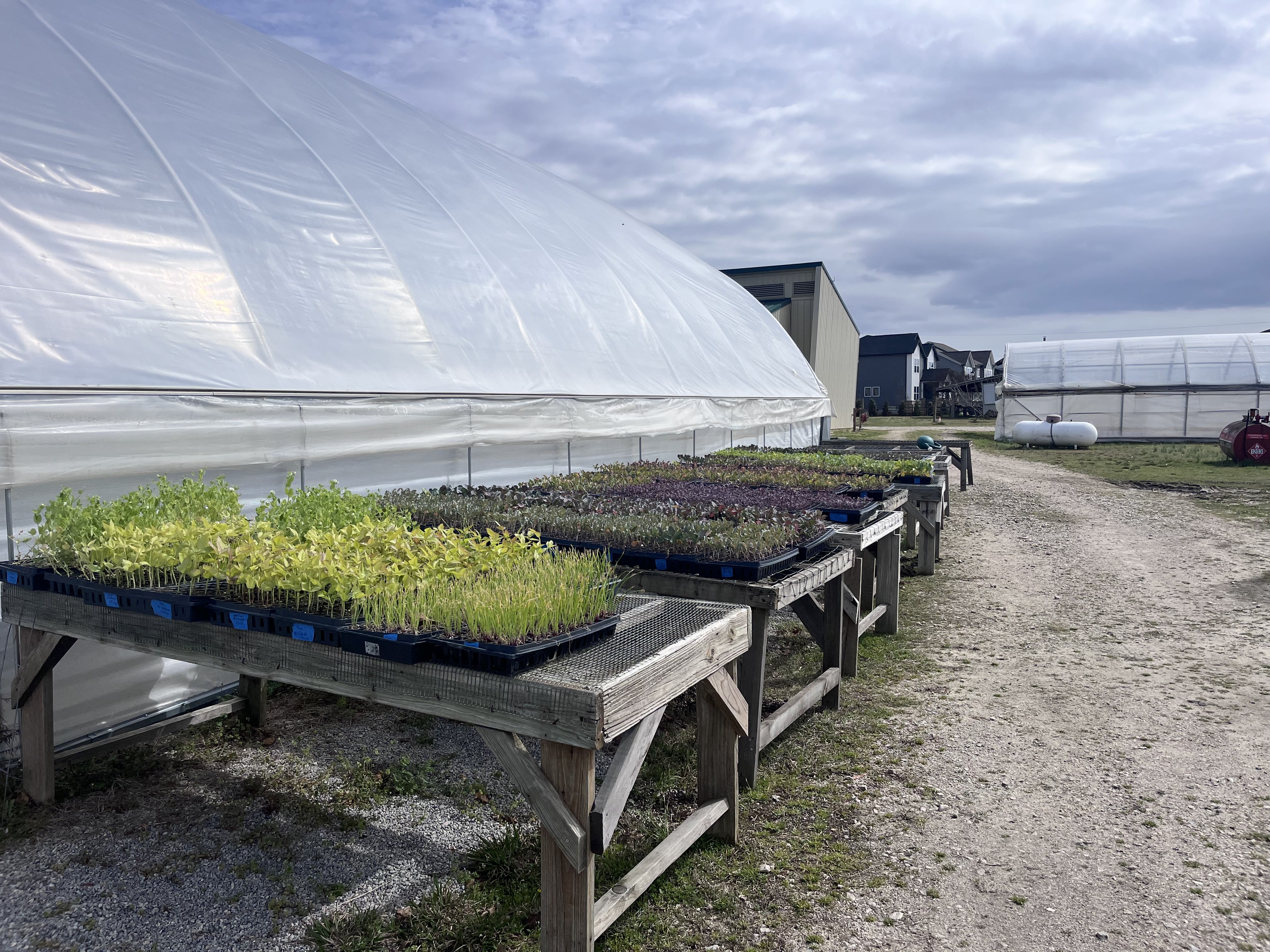 Introduction to Seed Starting